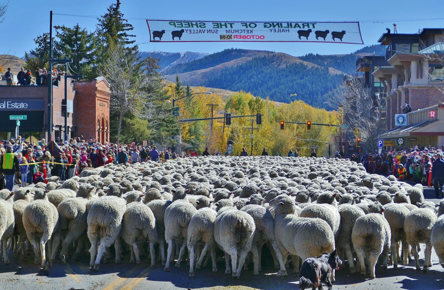 Trailing of the Sheep - Valley Chamber