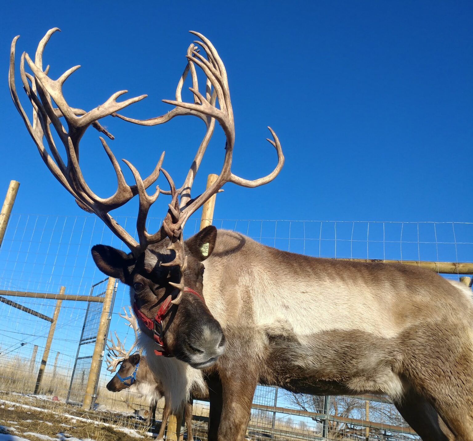 Visit with Santa's Reindeer - Valley Chamber
